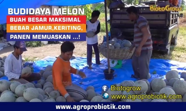 Budidaya Melon, Bebas Jamur, Keriting, Panen Memuaskan ...