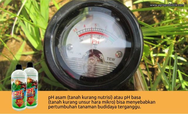 Cara Menetralkan ph Tanah untuk Sukses Budidaya Padi